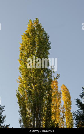 Natural background part from autumnal multicolor forest on the blue sky ...