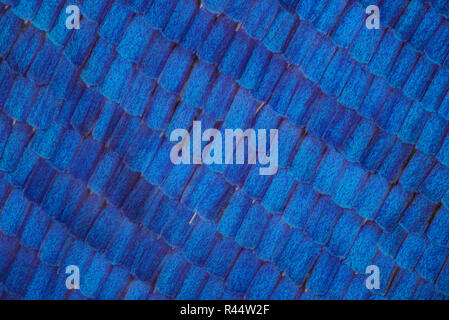 Butterfly wing scales Stock Photo - Alamy