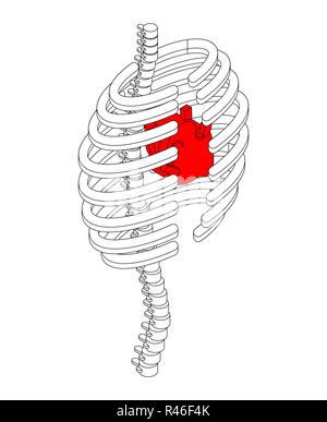 Rib cage and Internal organs. Human anatomy. Systems of man body and ...