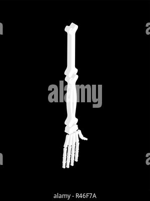 cartoon arm bone part skeleton comic Stock Vector Image & Art - Alamy