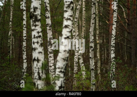swamp landscape view with dry distant trees, and first snow on green ...