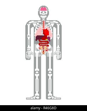Internal organ pixel art set. 8 bit anatomy of human body. Heart and ...