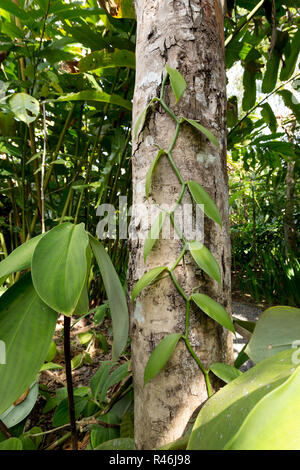 Vanilla pod on a tree, (Vanilla planifolia), Costa Rica, Central ...