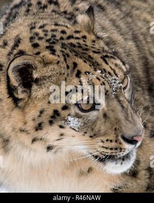 Ferocious Snow Leopard Stock Photo - Alamy