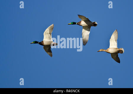 Three Mallard Ducks Flying in a Blue Sky Stock Photo - Alamy