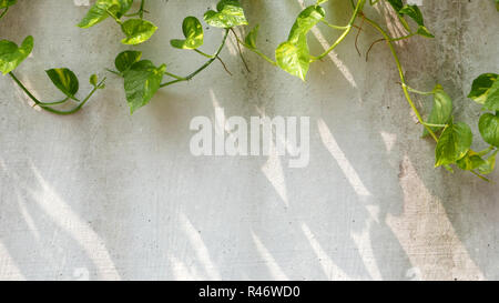 Green vine with shadow around the wall Stock Photo - Alamy