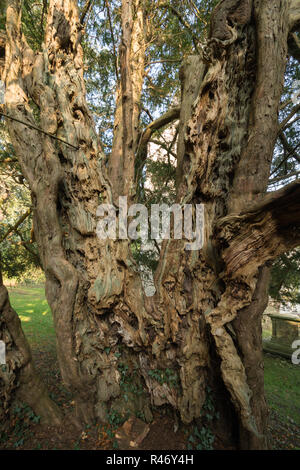 Farringdon Church and its ancient yew tree, Farringdon, Hampshire ...