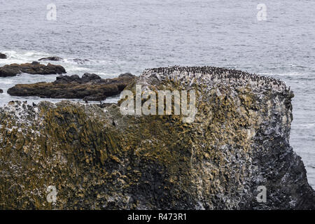 Bird Rock with cormorants, Yaquina Head Outstanding Natural Area ...