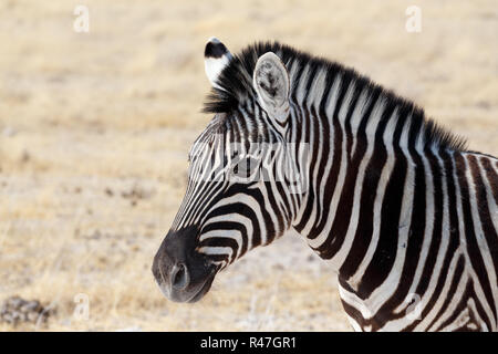 A picture of a zebra in Namibia park Stock Photo - Alamy