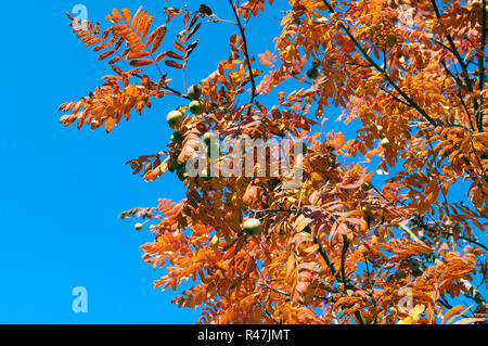 speierling sorbus domestica autumn Stock Photo - Alamy