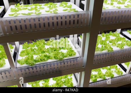 Hydroponics system rack Stock Photo - Alamy