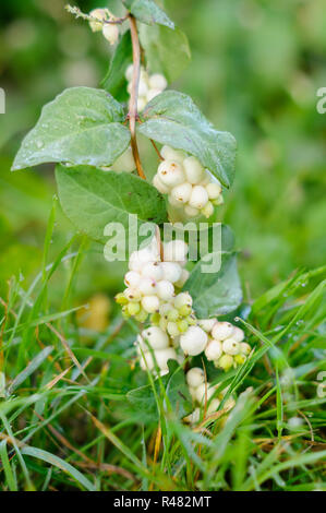 detail of snowberry and leaf in autumn color gives a harmonic nature ...