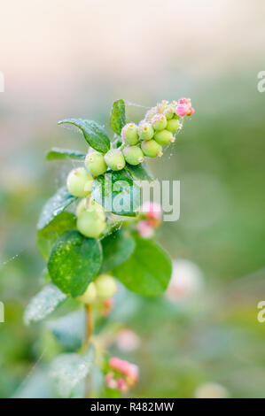 fall color and pink berries of symphoricarpos rosea pink snowberry ...