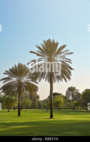 palm tree at road in Sharjah, UAE Stock Photo - Alamy