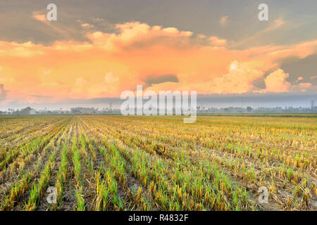 Paddy field with orange skies Stock Photo - Alamy