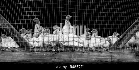 Turkeys in a cage on a farm Stock Photo - Alamy