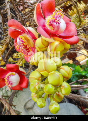 Shala tree or Sal tree (Shorea robusta) and its fruits Stock Photo - Alamy