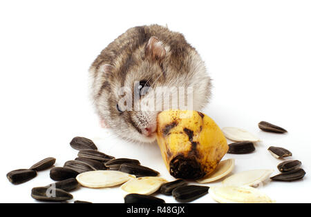 Pet Hamster Eating Banana Stock Photo - Alamy