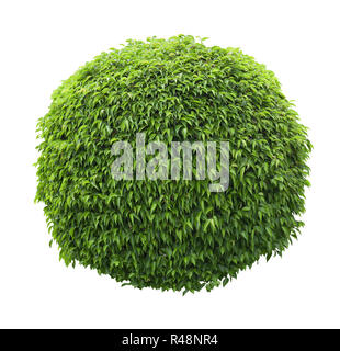 Cute ball shaped bush isolated on white background Stock Photo - Alamy