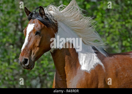 Arabian Horse Paint Gelding galloping in field of autumn colors ...