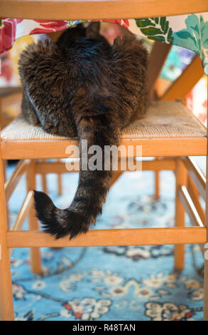 Tabby cat sitting under the table and asks to eat Stock Photo - Alamy