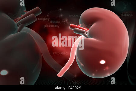 Kidney anatomy, computer illustration Stock Photo - Alamy