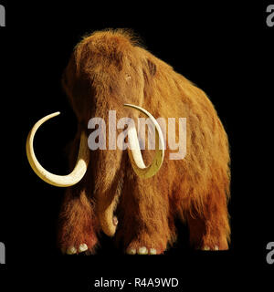 woolly mammoth, extinct prehistoric elephant species isolated on white ...