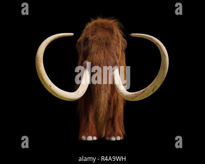 woolly mammoth, prehistoric mammal front view isolated with shadow on ...