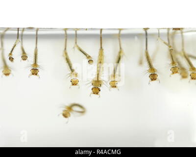 Mosquito wriggler underwater Stock Photo - Alamy