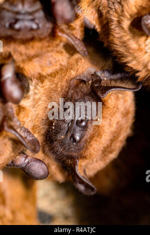 common noctules, (Nyctalus noctula Stock Photo - Alamy
