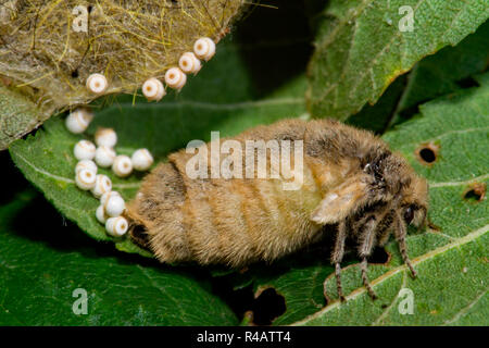 rusty tussock moth, female, ovipositing, Orgyia antiqua Stock Photo - Alamy