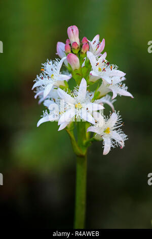 Bogbean / buckbean (Menyanthes trifoliata), white aquatic flower ...