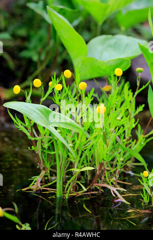 Golden buttons, Germany, Europe, (Cotula coronopifolia Stock Photo - Alamy