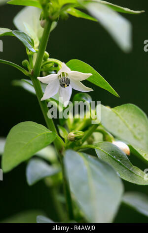 Sweet Pepper (Capsicum annuum), Solanaceae Stock Photo - Alamy