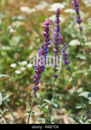 Salvia deserta perennial plant that is native to Xinjiang province in ...