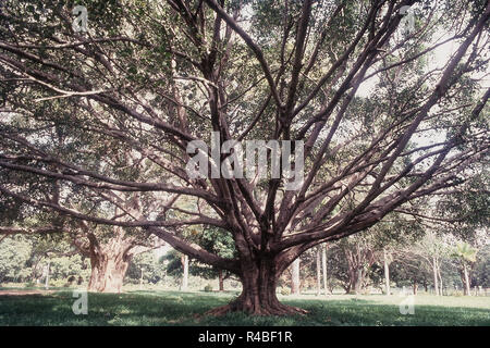 Trunk and branches of tree, Lal Bagh, Bangalore, Karnataka, India, Asia ...