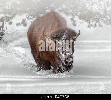 American Bison in deep snow at Yellowstone National Park Stock Photo ...
