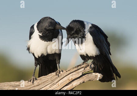 To pied crows sitting together Stock Photo - Alamy