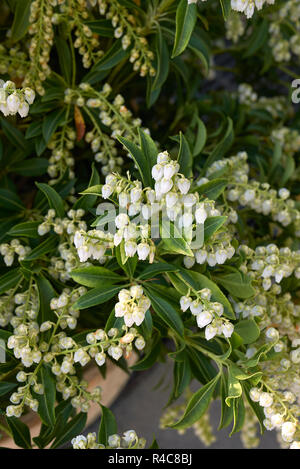 the Japanese andromeda, (Pieris japonica) Japanese pieris, or Dwarf ...