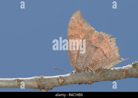 Goatweed Leafwing, Anaea andria, basking male Stock Photo - Alamy