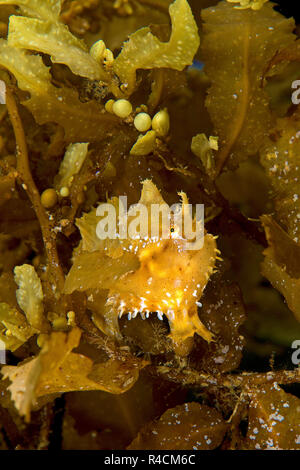 Japanese wireweed (Sargassum muticum), invasive brown seaweed ...