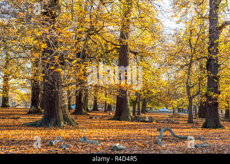 Autumn trees in Richmond Park London Stock Photo - Alamy