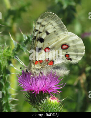 butterfly moth butterfly moth apollofalter ritterfalter parnassius ...