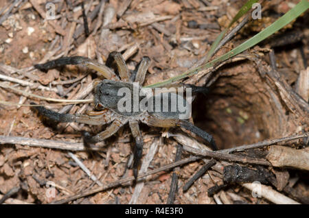 Burrowing Wolf Spider, Geolycosa missouriensis, at burrow entrance ...