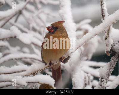 Oak Park, Illinois, USA. 26th February 2013. A heavy late winter ...
