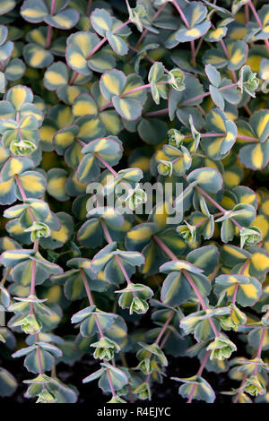 Hylotelephium sieboldii Mediovariegatum,Variegated October Daphne,Sedum ...