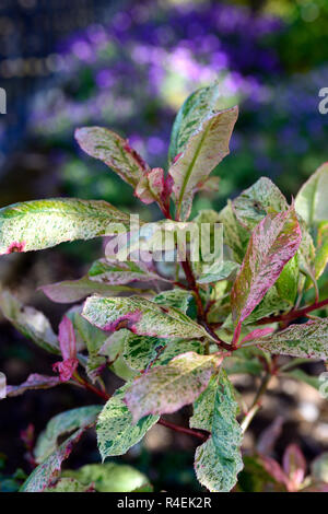 Photinia serratifolia Pink Crispy,marbled,green,red,foliage,leaves ...