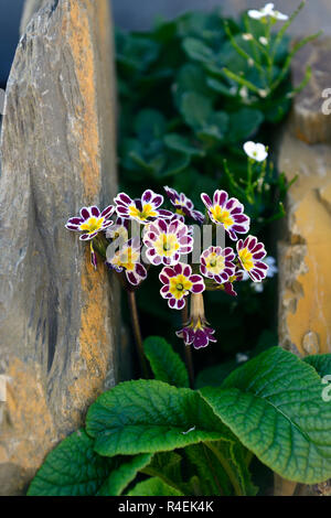 primula little queen Stock Photo - Alamy