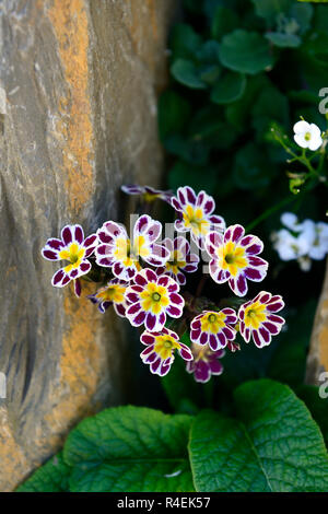 primula little queen Stock Photo - Alamy