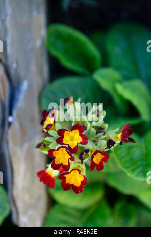 Primula veris Sunset Shades,primulas,cowslip,cowslips,red,yellow,flower ...